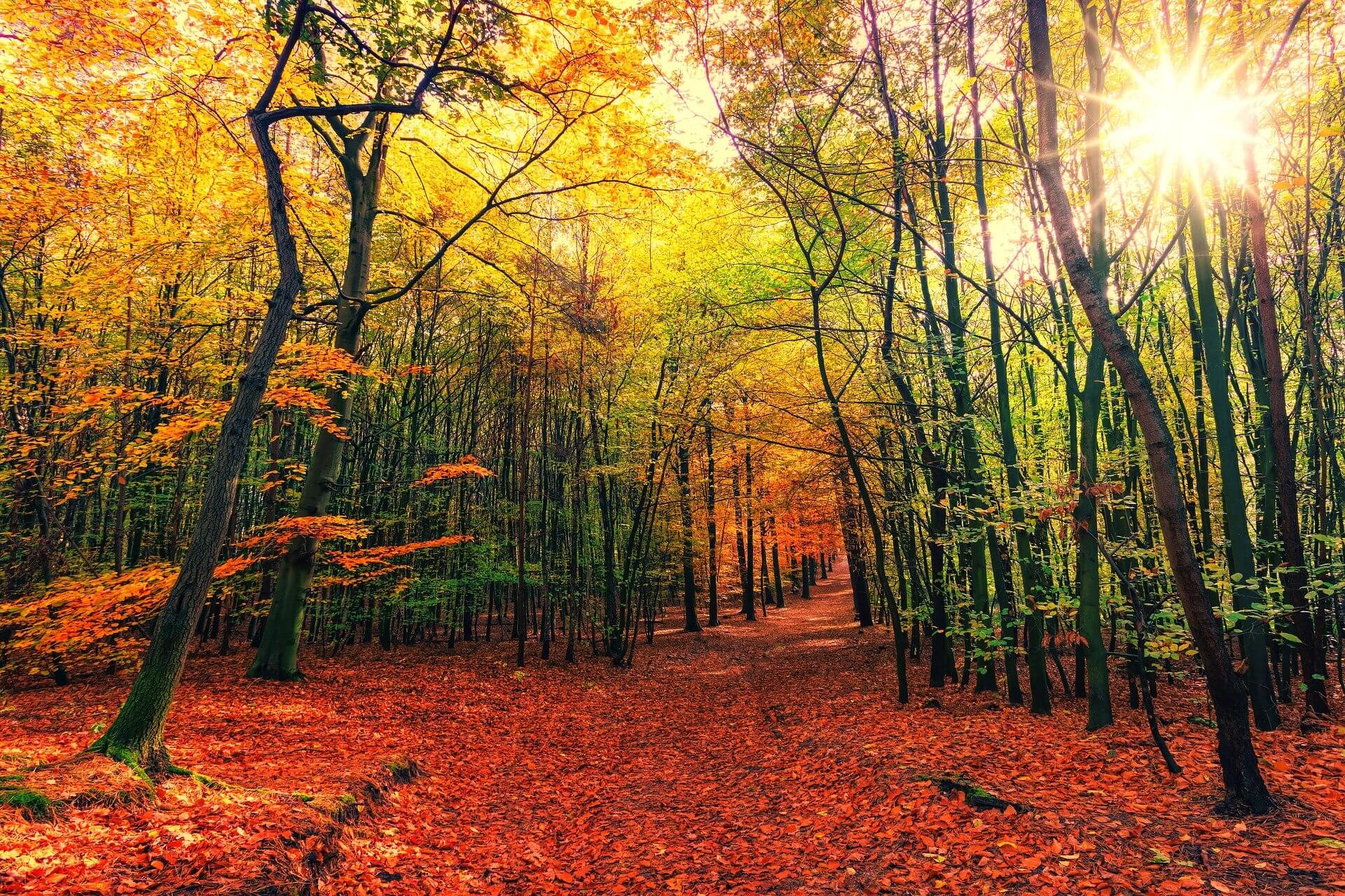 Wald-Lernen - Die Onlineakademie rund um das Thema Wald