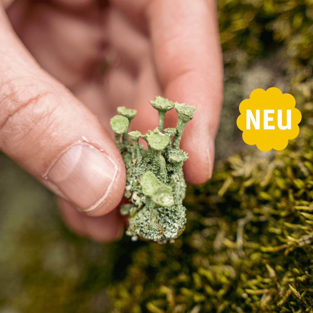 Faszination Moose & Flechten - Wald-Lernen