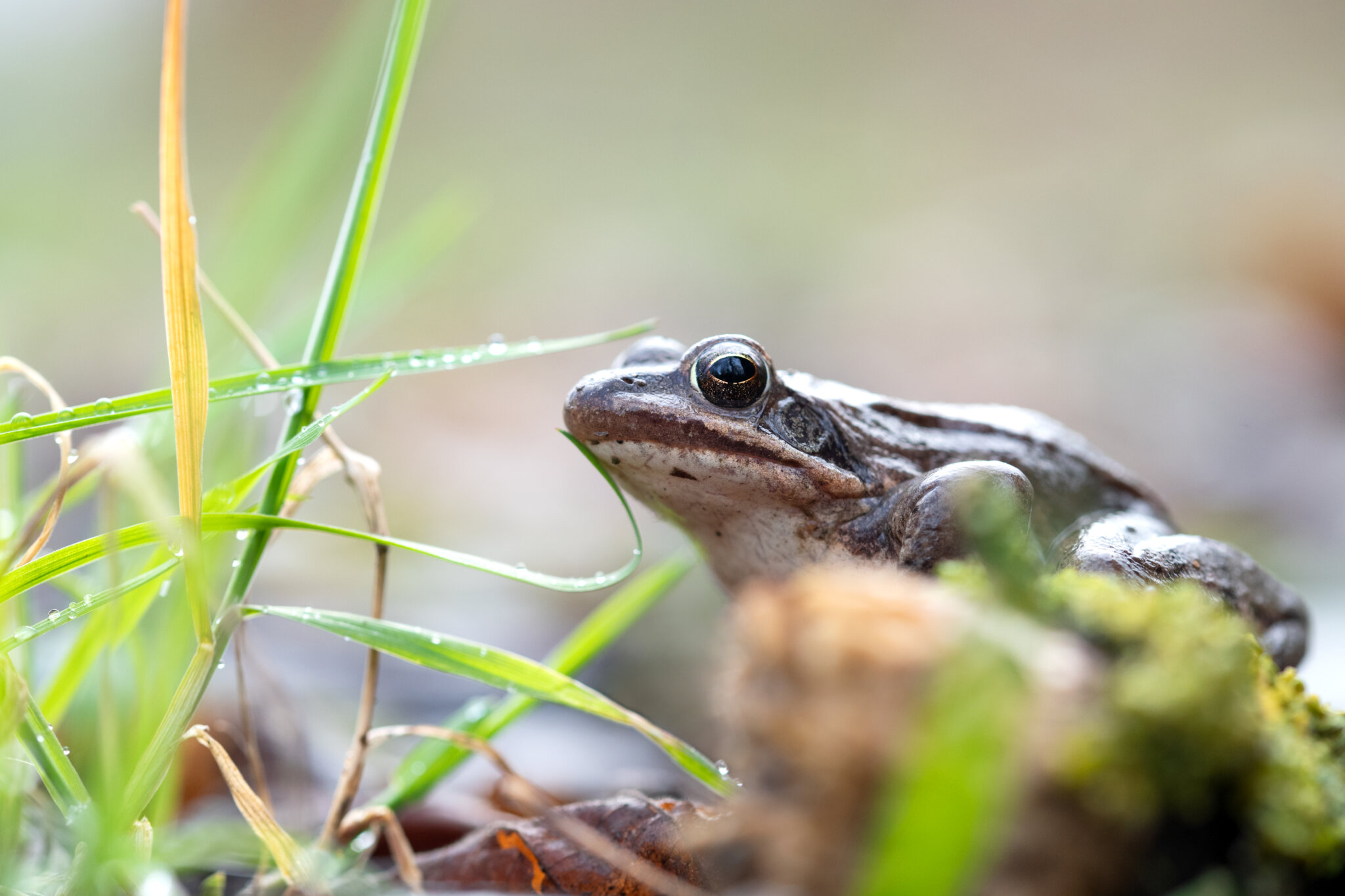 Wunderwelt Amphibien - Wald-Lernen